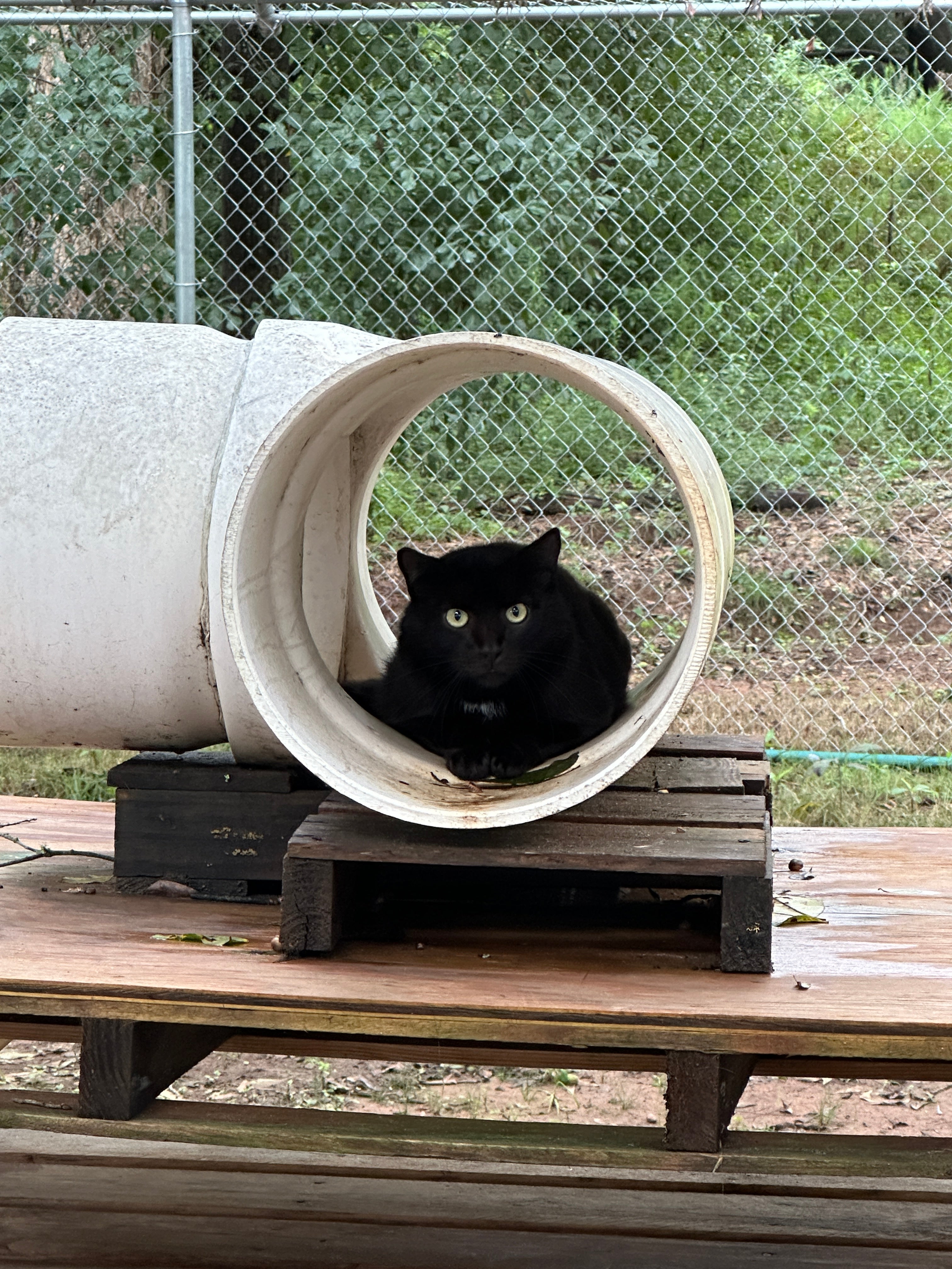 Harley and Rae – Coastal Cats and Critters