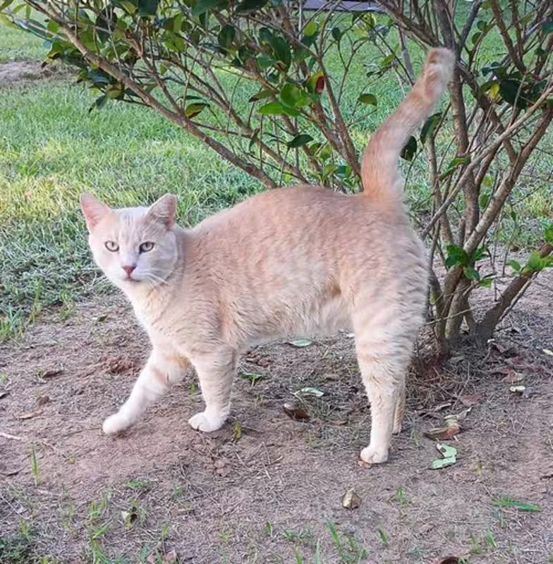 Adopt a Cat in Baldwin County, Alabama – Coastal Cats and Critters