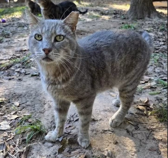 Adopt a Cat in Baldwin County, Alabama – Coastal Cats and Critters