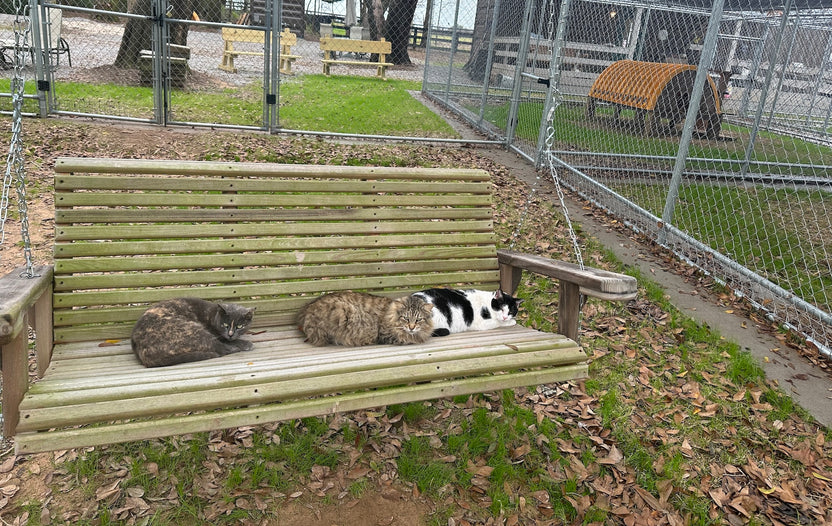 Coastal Cat Sanctuary in Baldwin County, Alabama – Coastal Cats and ...